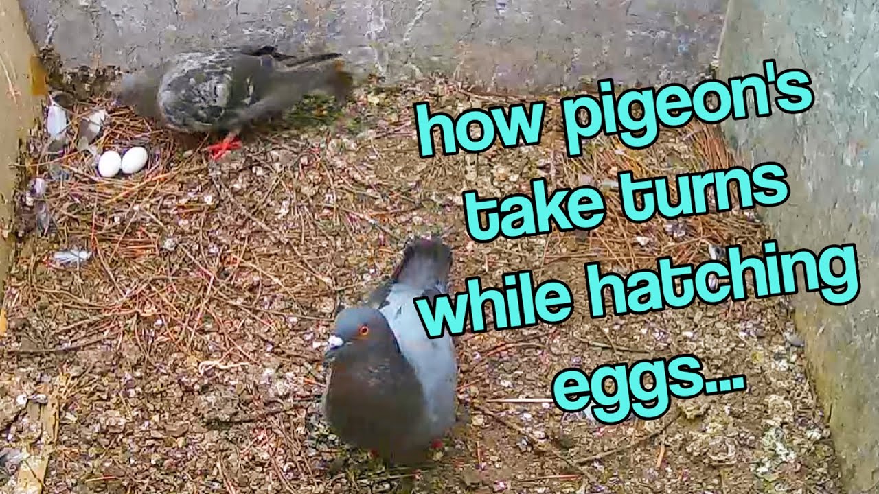 How Pigeons take turns While Hatching Eggs | Acron Prime - Birds ...