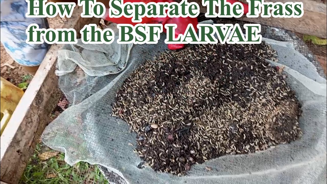 How To separate The BSF Larvae from Frass. - YouTube