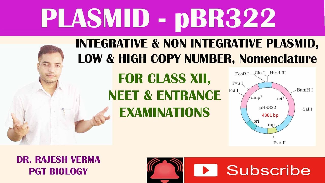 pBR 322 PLASMID, INTEGRATIVE & NON INTEGRATIVE, LOW COPY AND HIGH COPY ...