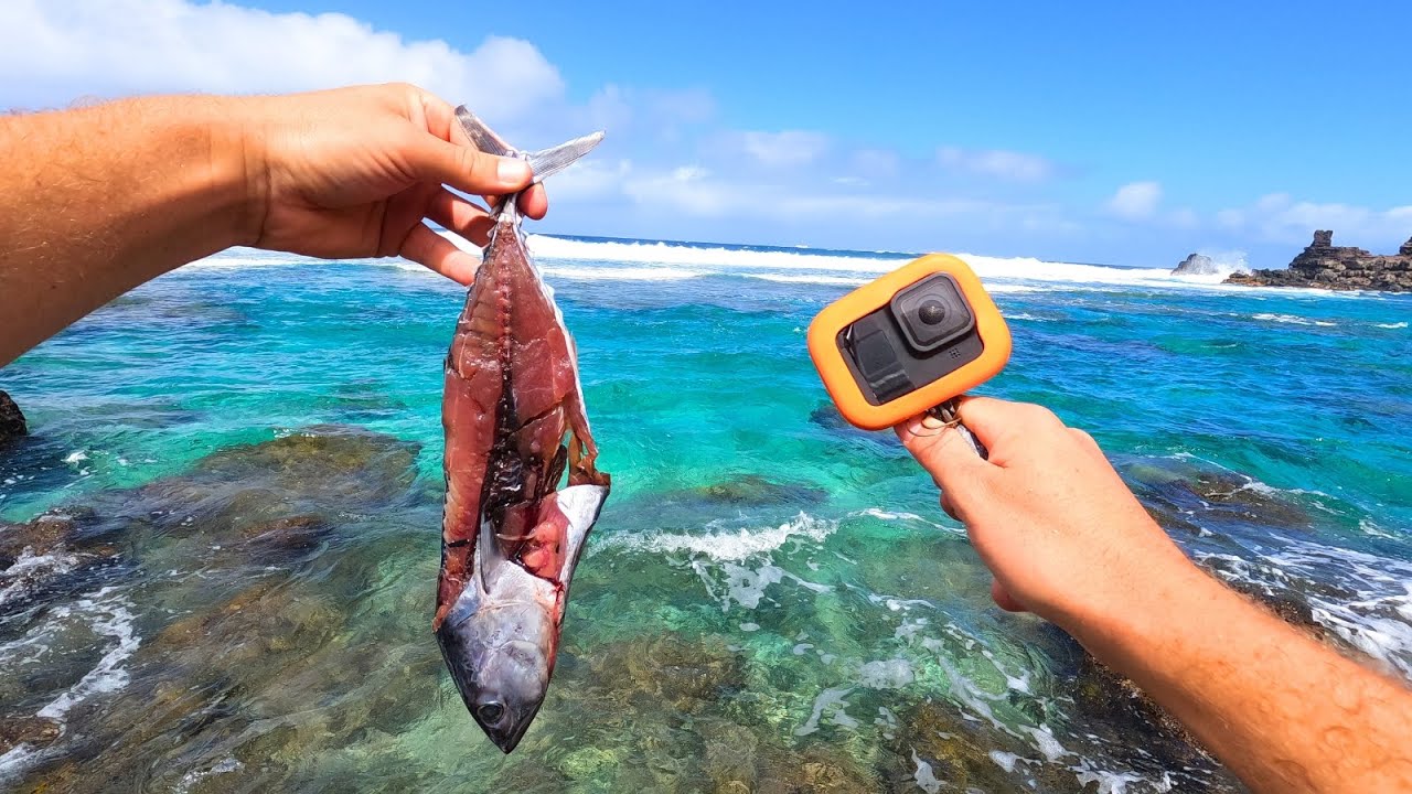 What Happens to Dead Fish on Ocean Floor? (GoPro Underwater) - YouTube