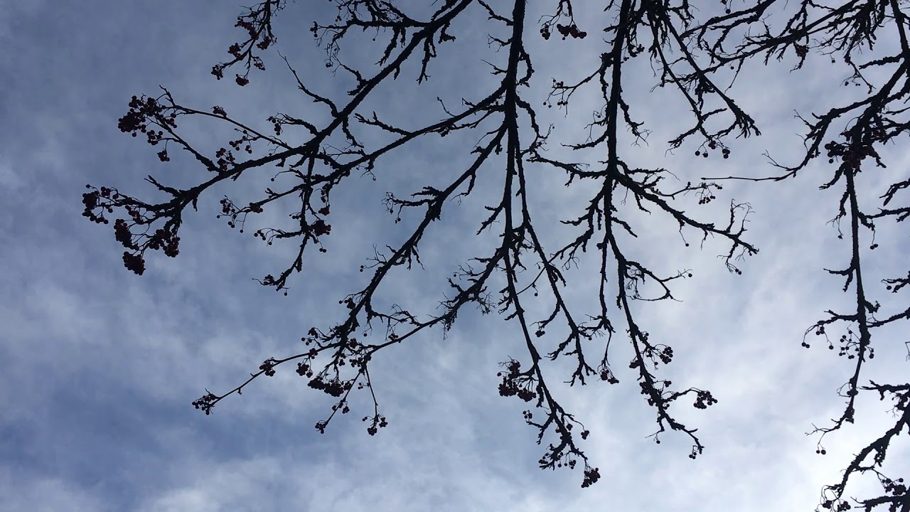 Rowan - twigs & branches - December 2018 - YouTube