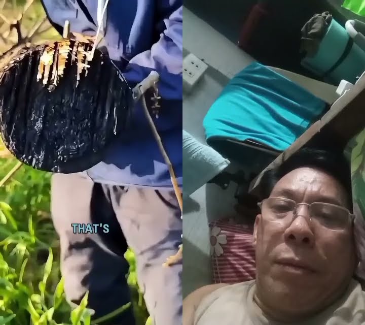 LASER CANNON - The Modern Day Technology of Cutting Trees - YouTube