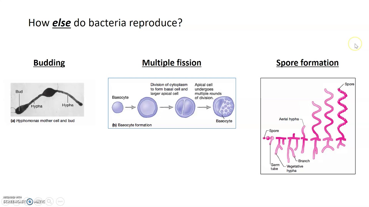 Bacterial Cell Cycle - YouTube