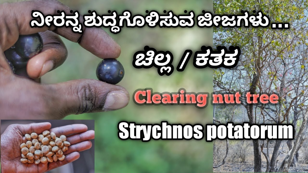ಚಿಲ್ಲ / ಕತಕ/ Clearing nut tree / Strychnos potatorum - YouTube