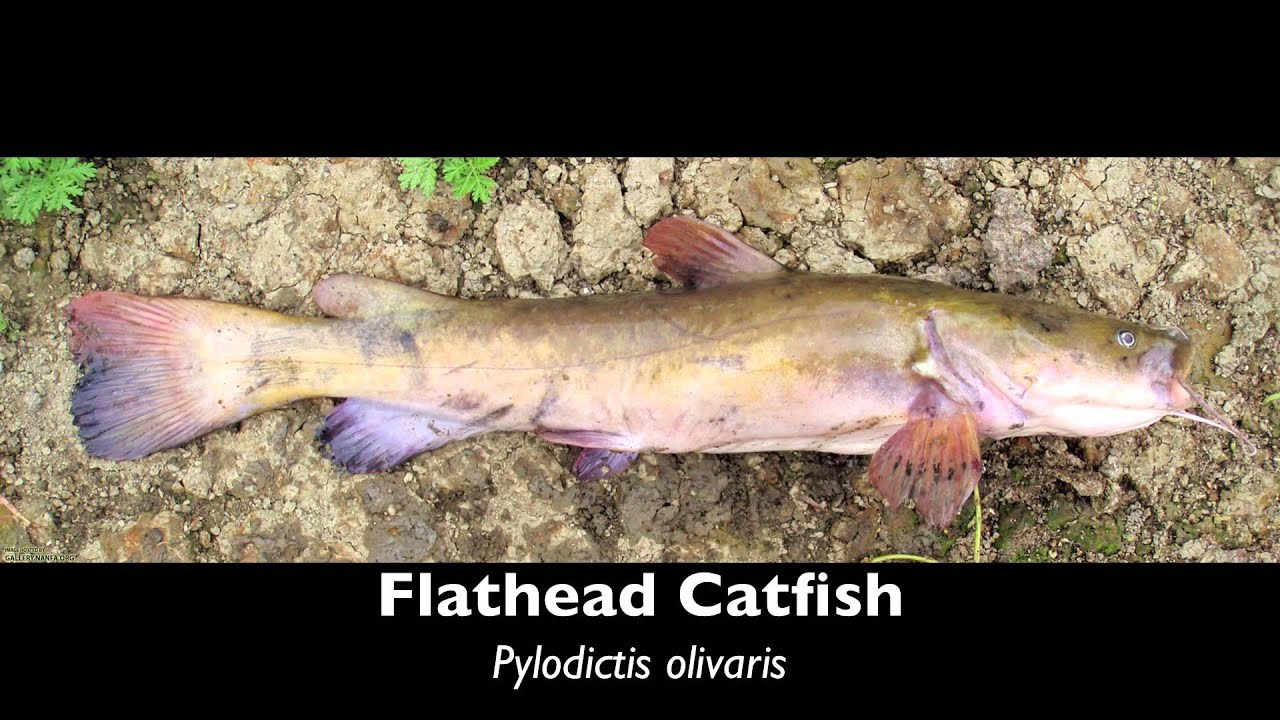 NR-295 Invasive Species in NC - YouTube