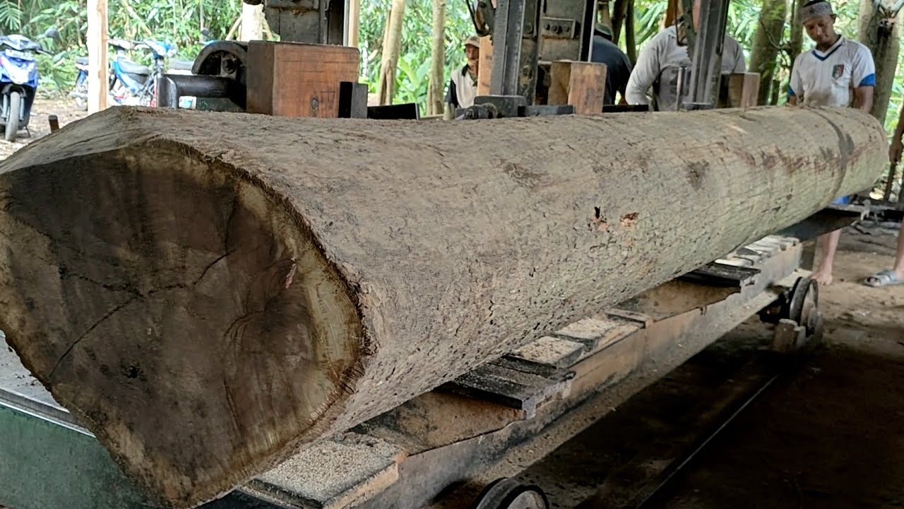 Mantap betul,lurus panjang kayu waru gunung proses pengolahan kayu di ...