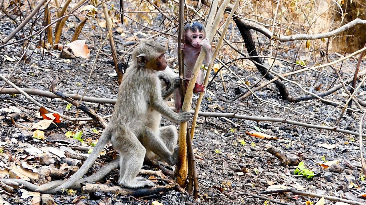 Monkey Ramy love brother baby monkey Rambo When mom Rana doesn't near ...