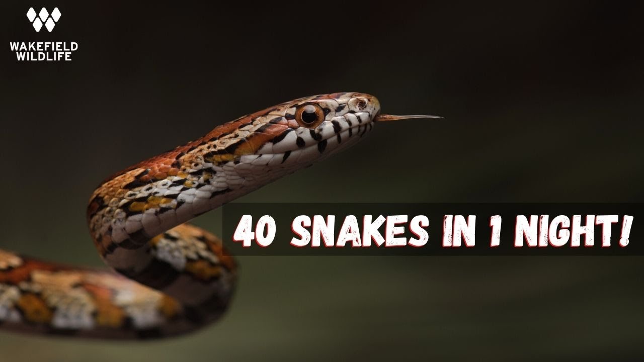 40 Snakes While Night Herping in South Florida! - YouTube