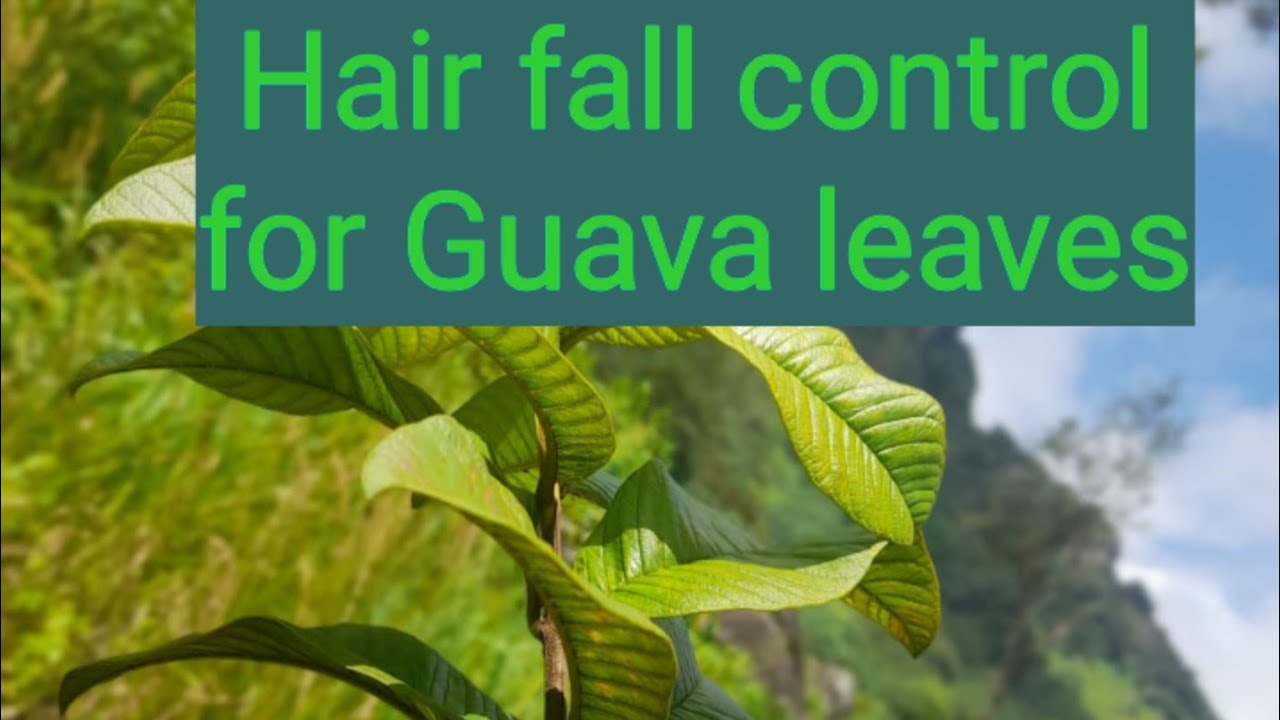 How to use guava Leaves for hair Growth.// stop hair loss. 👍#shanuvlogs #guavaleaves # ...