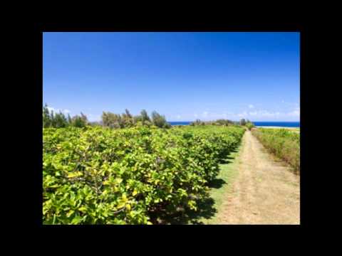 Noni: Noni Fruit Leather and Lavender Noni Lotion - YouTube