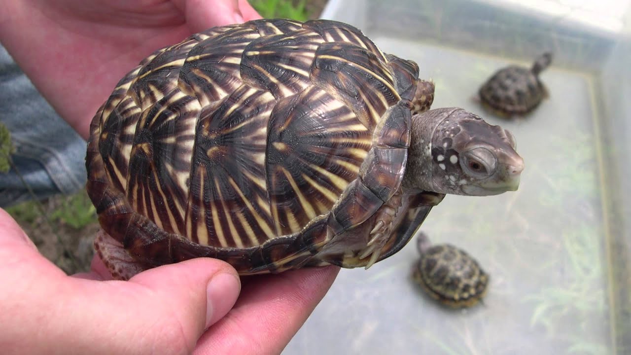 Ornate Box Turtle (Terrapene ornata) - YouTube