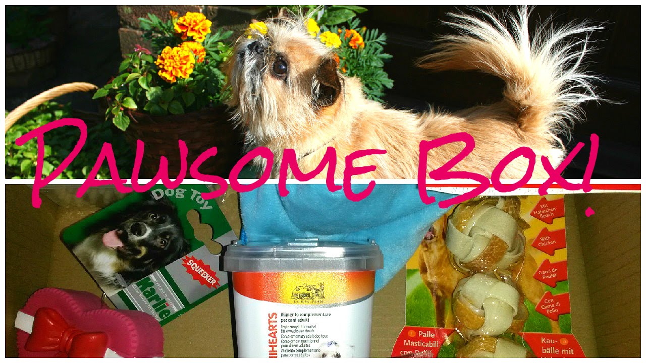 It's PAWSOME! - YouTube