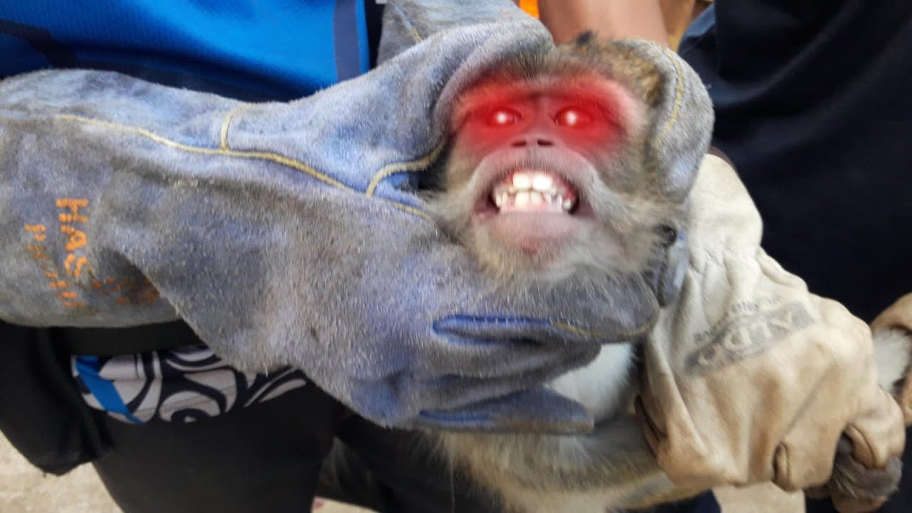 NANGKAP MONYETT!! Part 2 - YouTube