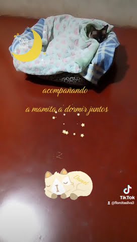 Mami y Daniel juntos 🐈 ️ - YouTube
