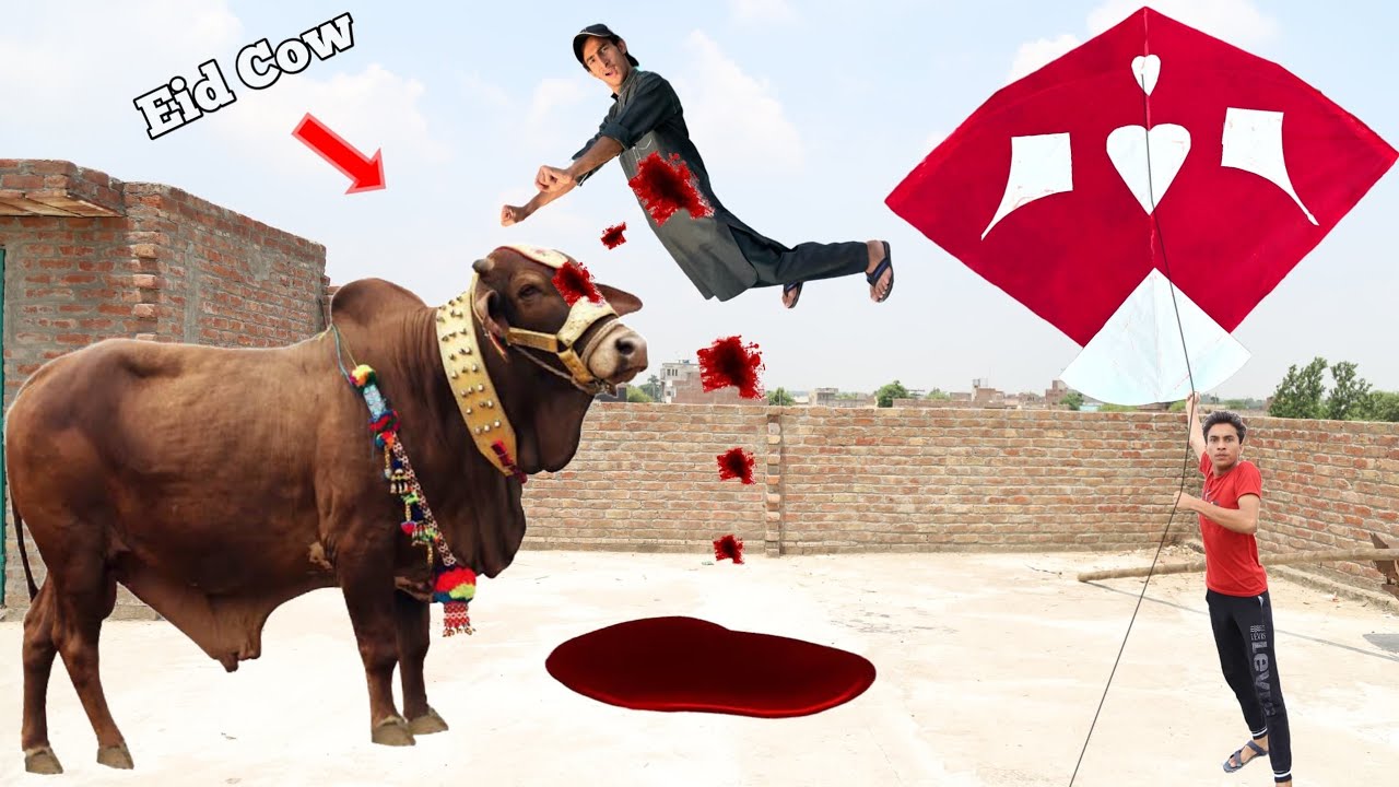 Kite & Nasir Angry Cow Catch Bhoot - YouTube
