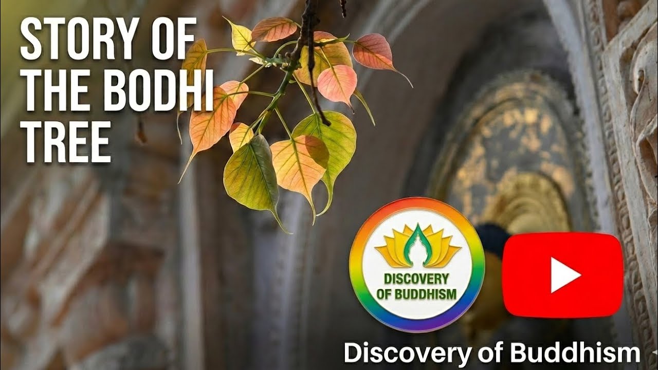 Story Of The Bodhi Tree #bodhitree #discoveryofbuddhism #buddha - YouTube