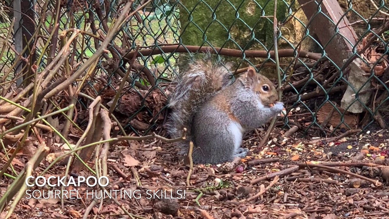 Cockapoo Squirrel Hunting skills! - YouTube