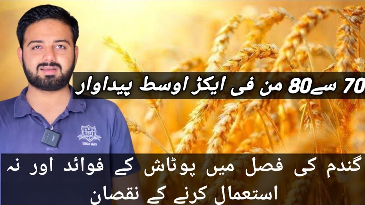 Benefits of potash for wheat crop|Importance of potash in wheat crop ...