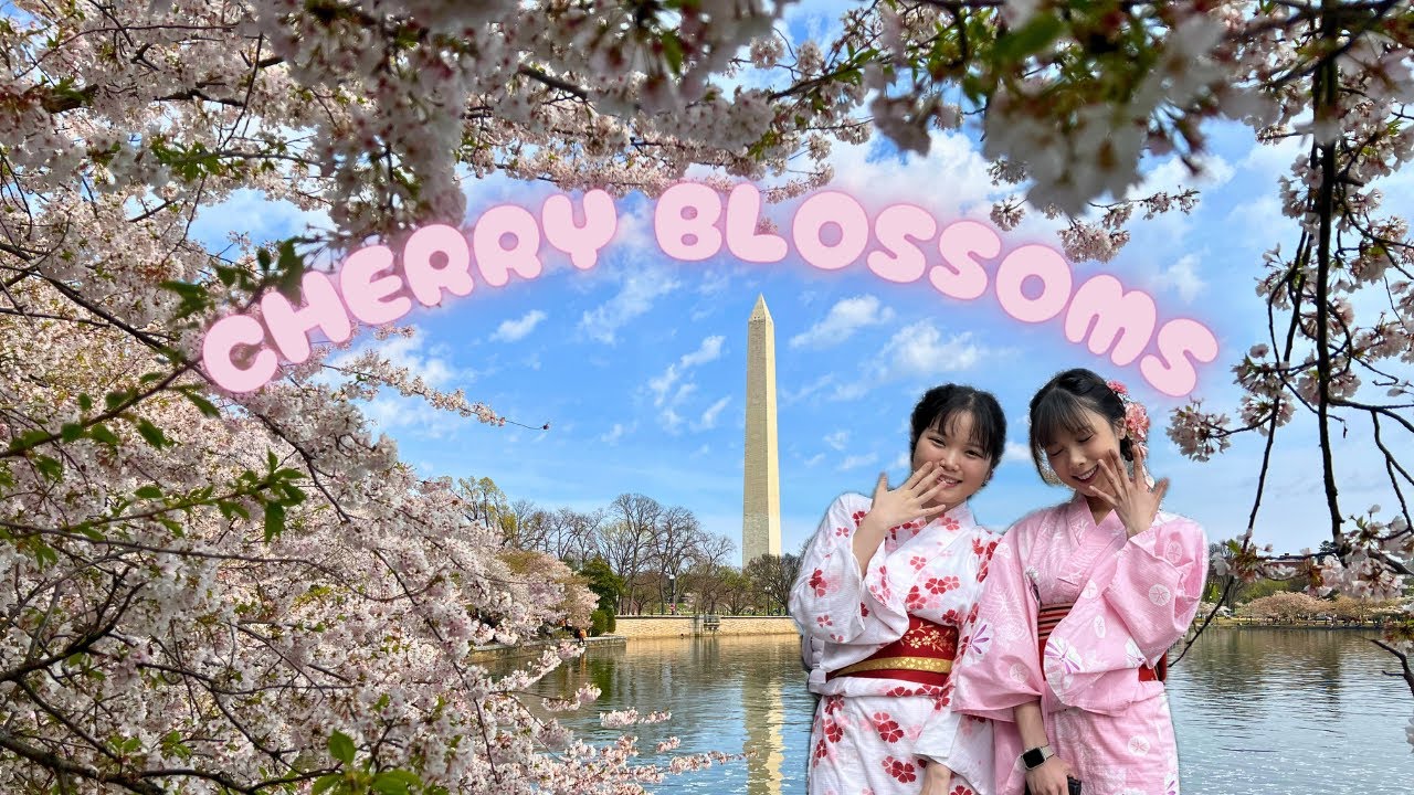 Walking Tour of the National Cherry Blossom Festival Washington, D.C ...