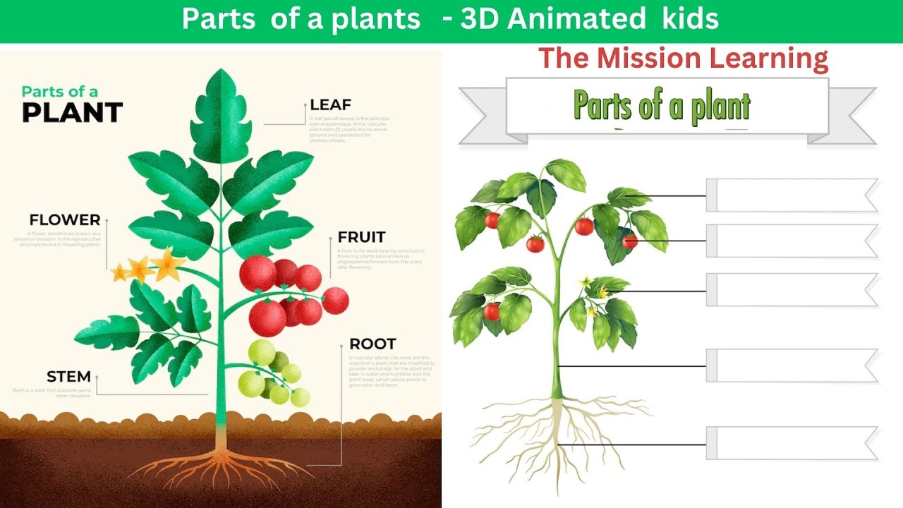 3d Animated | Parts of a Tree for Kids | Learn Parts of a plant | Tree ...