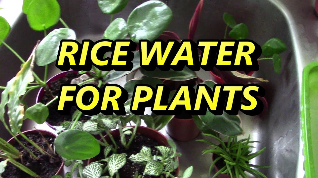 Rice Water: Best Natural Fertilizer for Indoor Plants // # ...