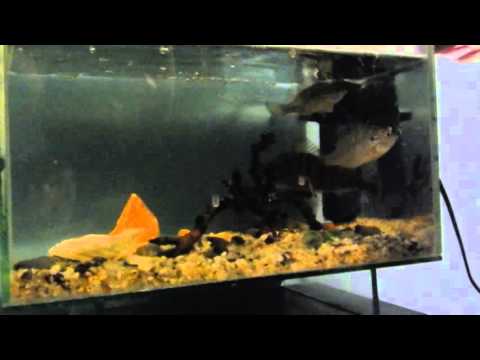 Feeding perch in aquarium - YouTube