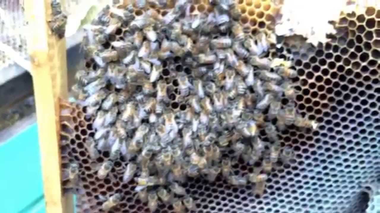 Honeybees Starved/Frozen to Death - YouTube