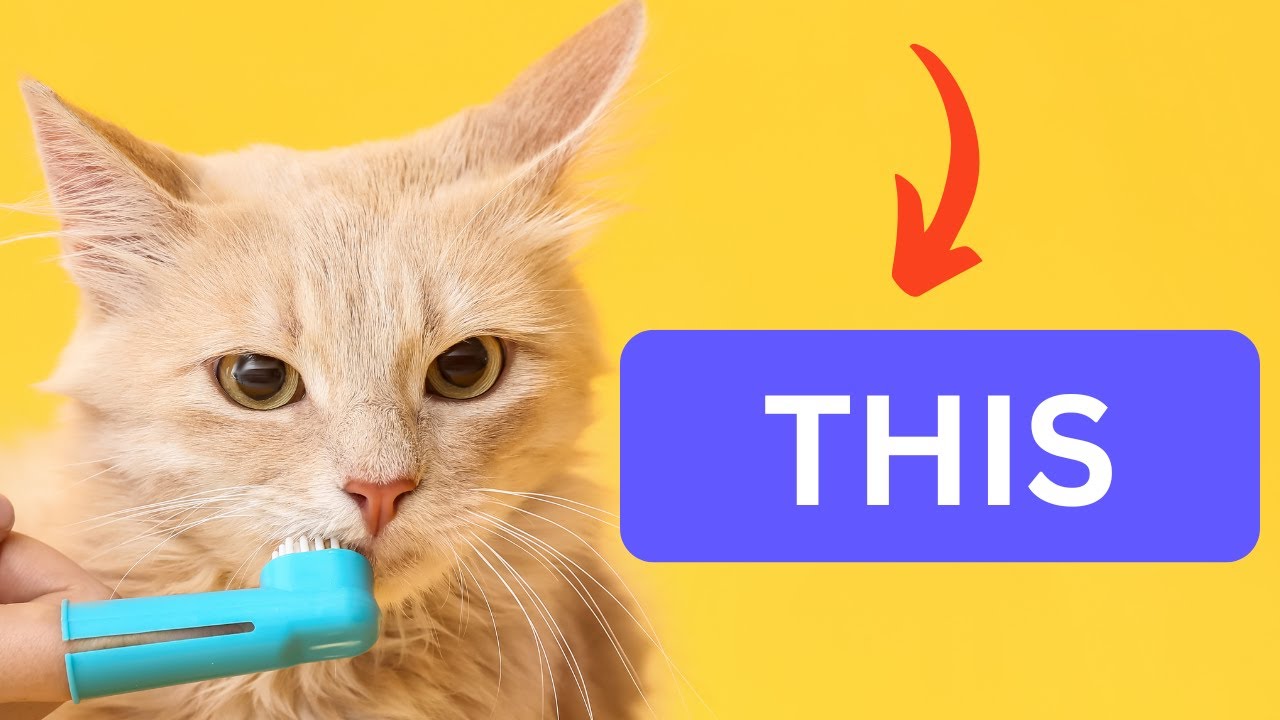 3 SIMPLE Tips to Keep Your Cat Hairball Free - YouTube