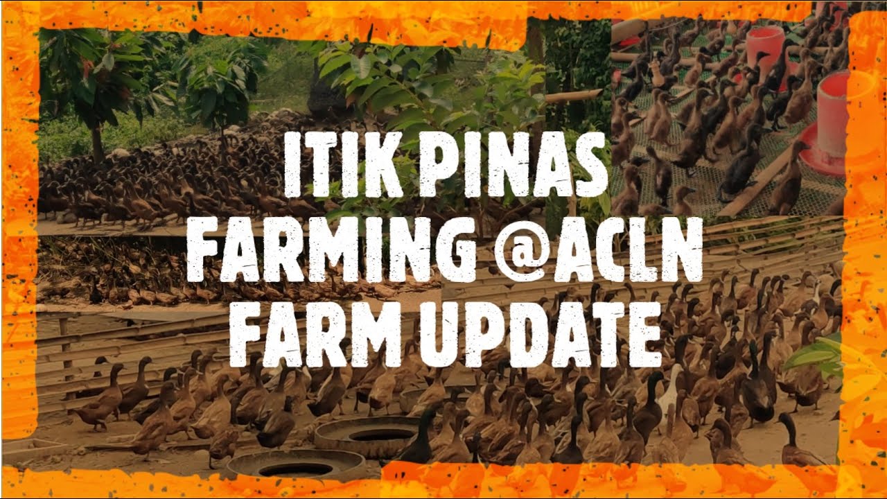 ITIK PINAS FARMING UPDATE @ACLN FARM - YouTube