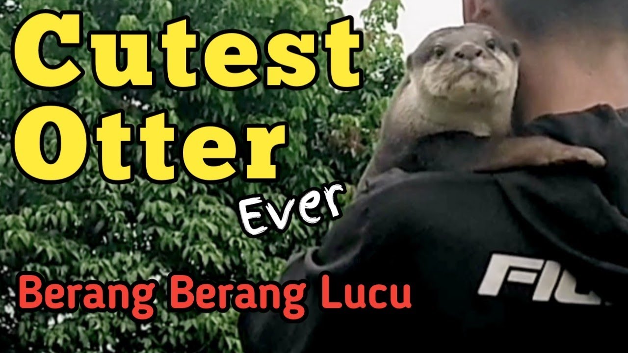 Otter Lucu Bermain I Cutest Otter | Berang Berang Jinak Lucu - YouTube