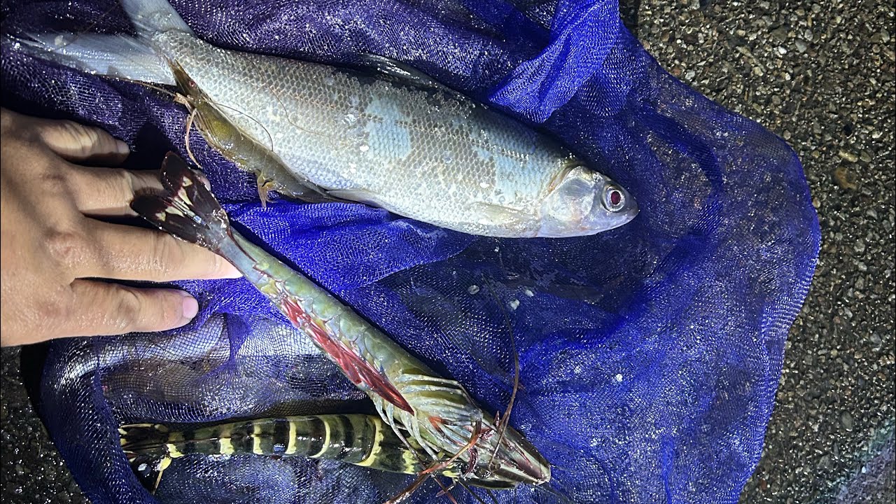 Unexpected catch fish# Experience Shells Shrimp amazing. #Amazing - YouTube
