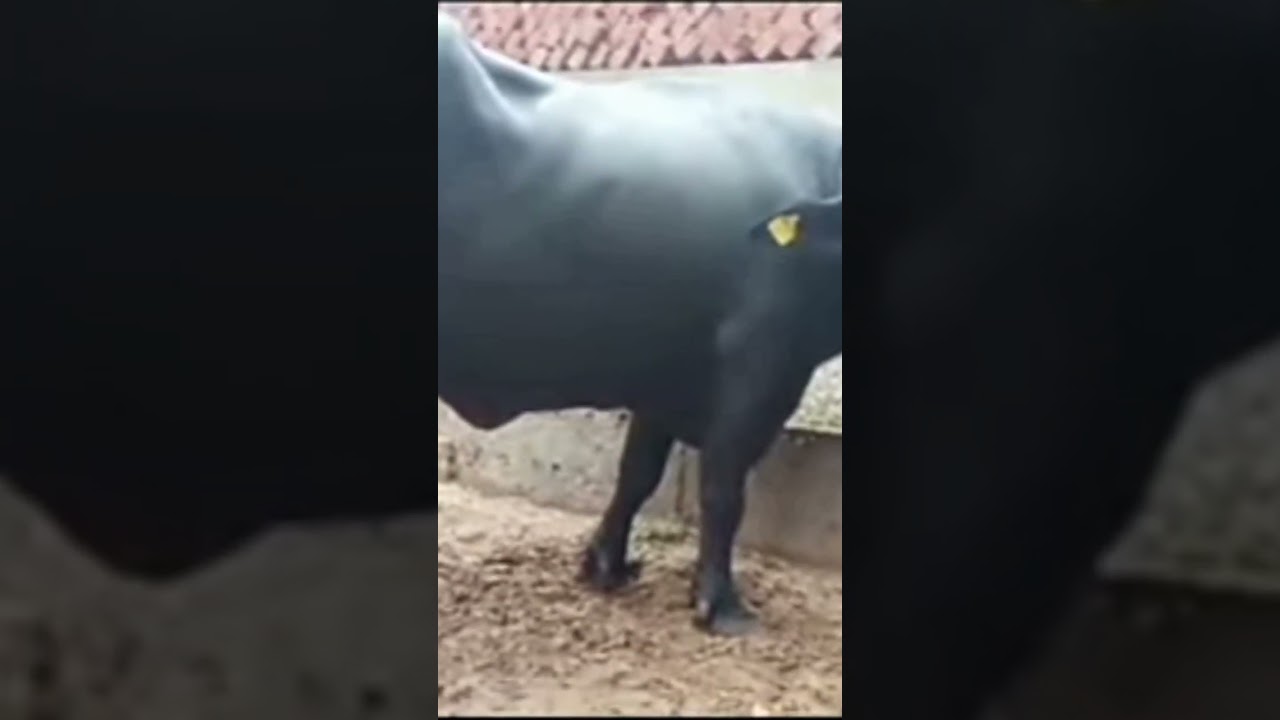Big Udder buffalo, Milk 21Kg - YouTube