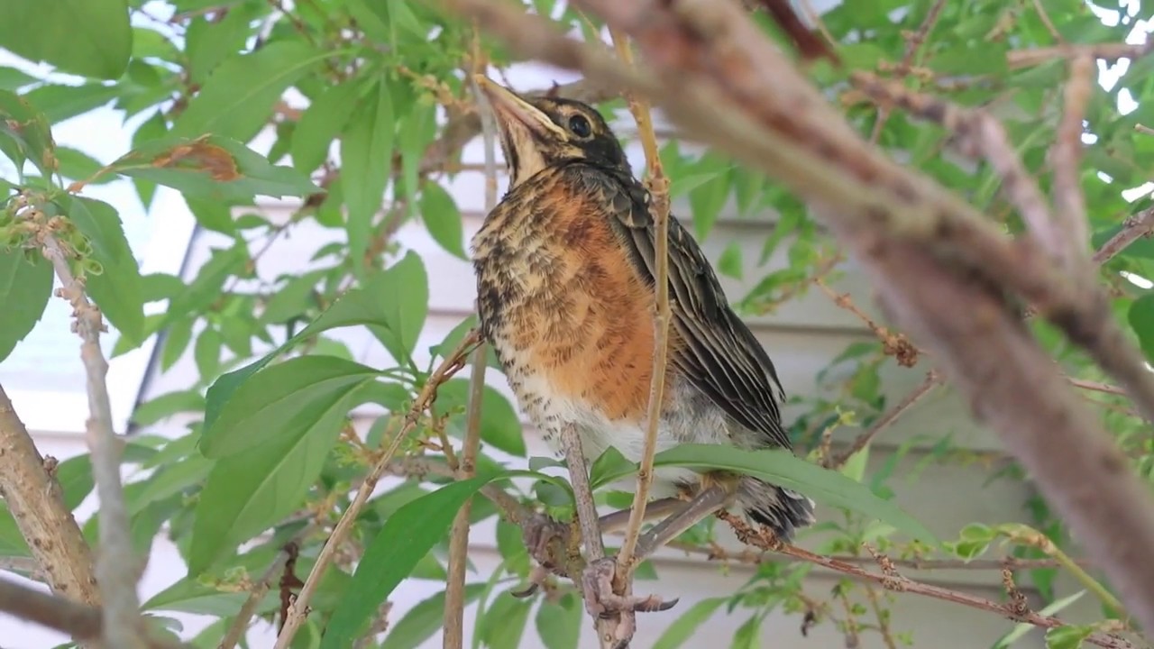 Young bird Robin talking and responding to his friends calling. - YouTube