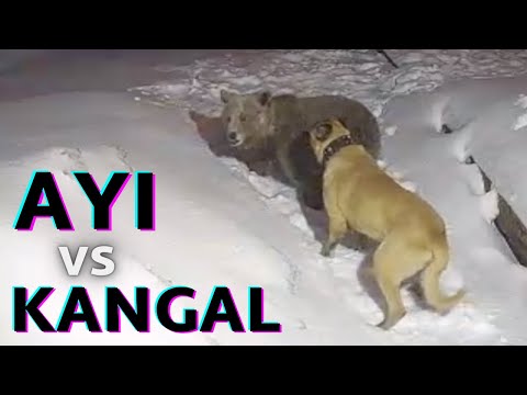 Ayı ile KANGAL Boğuşması / Tüm Gerçekler