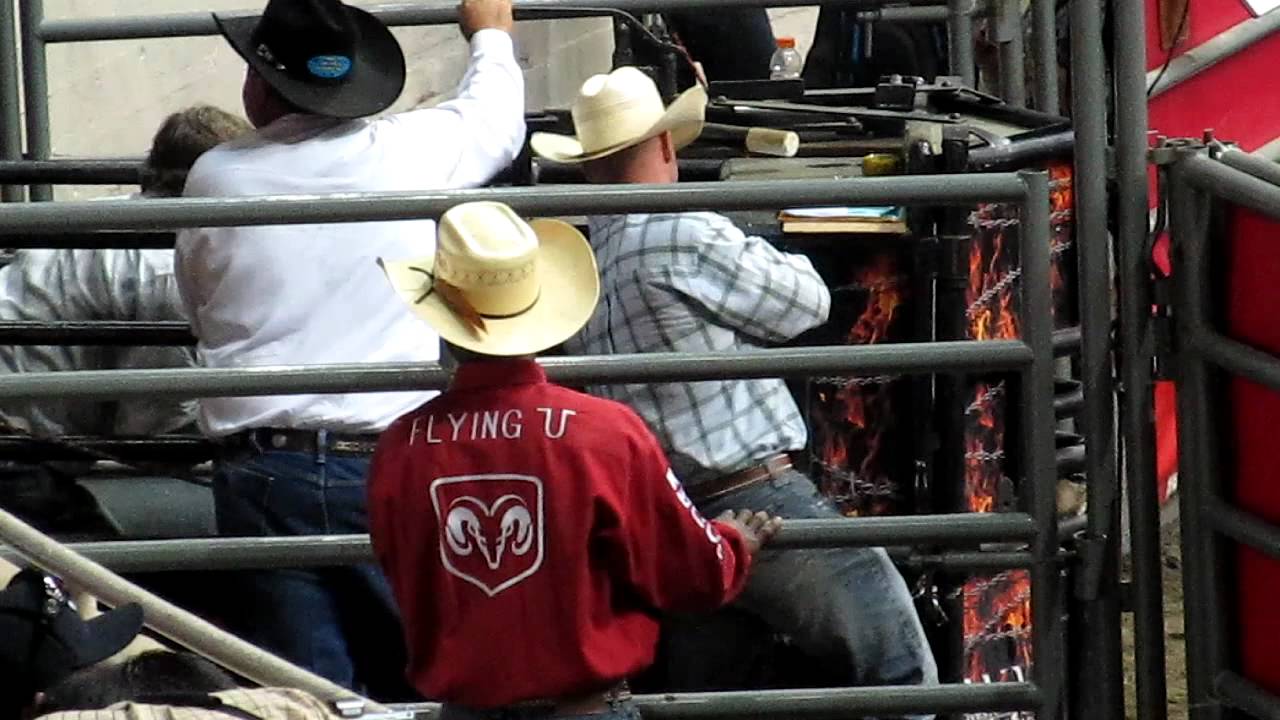 Grand National Rodeo Cruelty - HOT SHOT & Tail twisting, pulling: Steer ...
