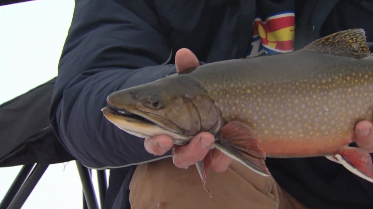 Ice Fishing for Brook Trout, Minden ON - Part 3 of 4 - YouTube