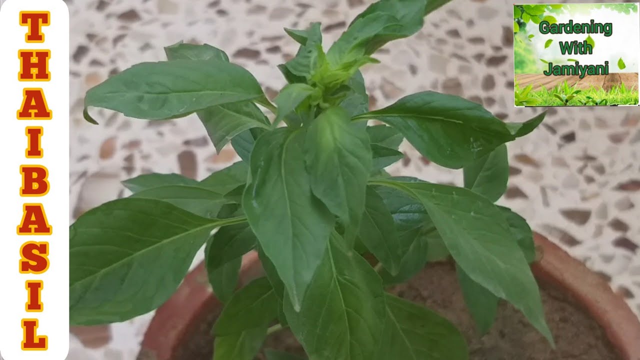 How To Grow Thai Basil/Tulsi From Seed Update (Part -2) - YouTube