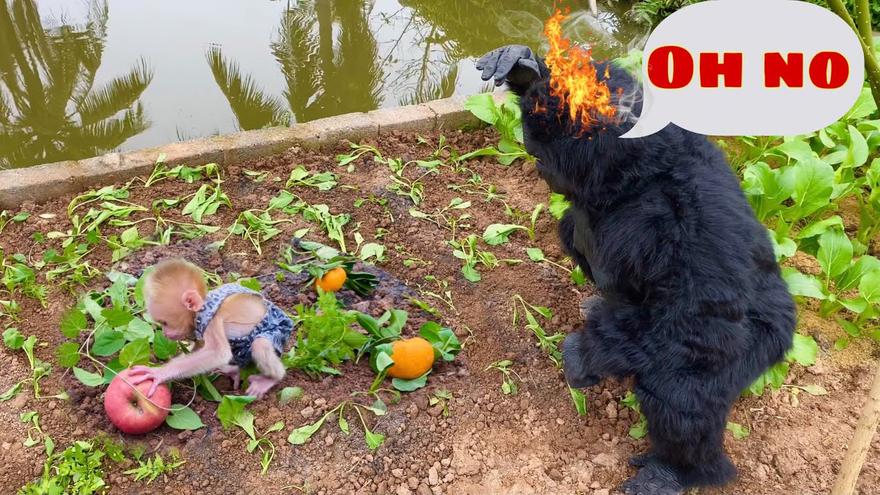 Baby monkey PiPi enters King Kong farm to steal fruit - YouTube