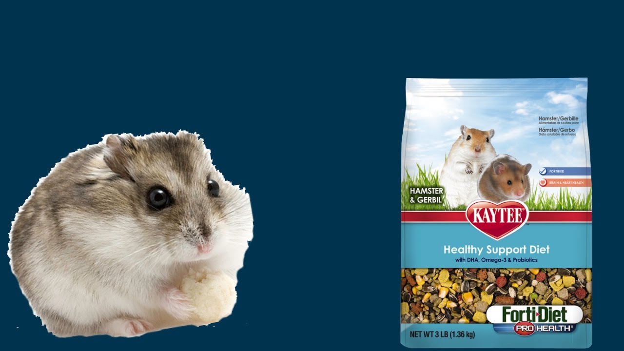 My hamsters favorite food (2017 edition) - YouTube