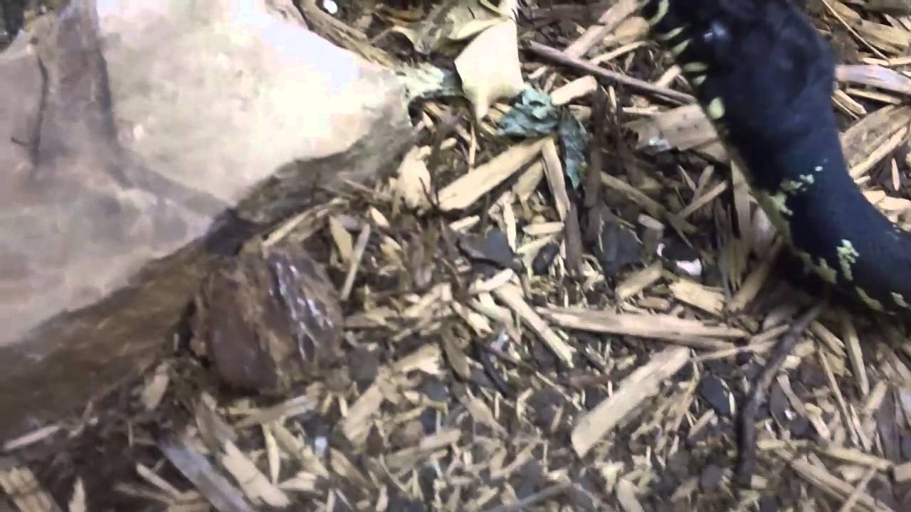 Boelen's Python - Morelia boeleni.mp4 - YouTube