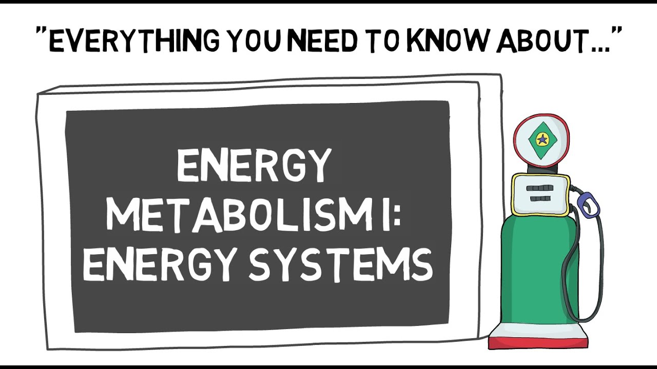 Energy Metabolism I Energy Systems | Sport Science Hub: Physiology ...