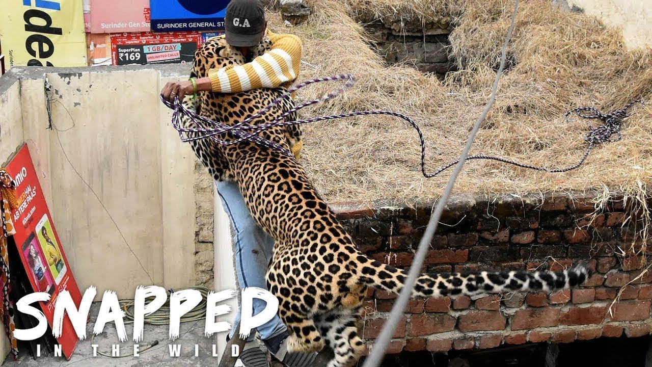 Most amazing wildlife attacks on humans and animals - YouTube