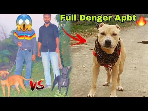 Apbt dog 🆚 apbt fight hojati aaj to // @RitikDogKennel177 - YouTube