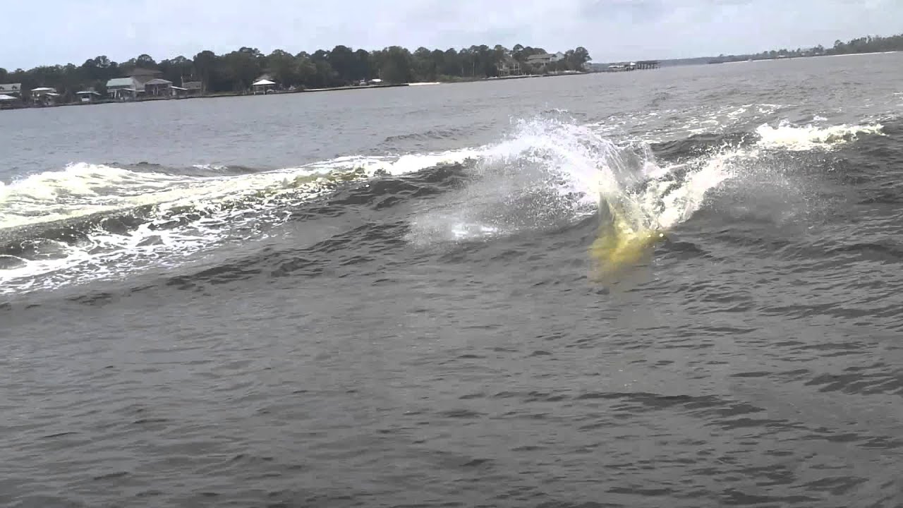Dolphin Run - Orange Beach, Alabama - YouTube