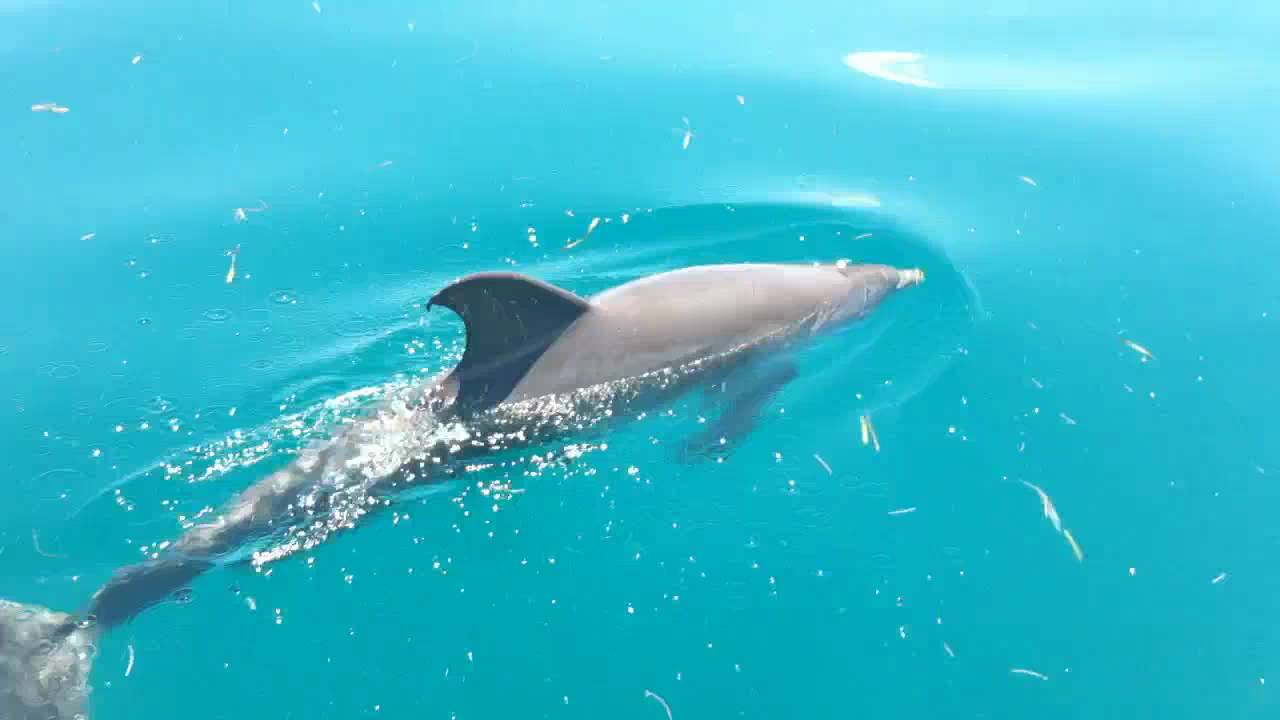 Key West Dolphin saying hello! - YouTube
