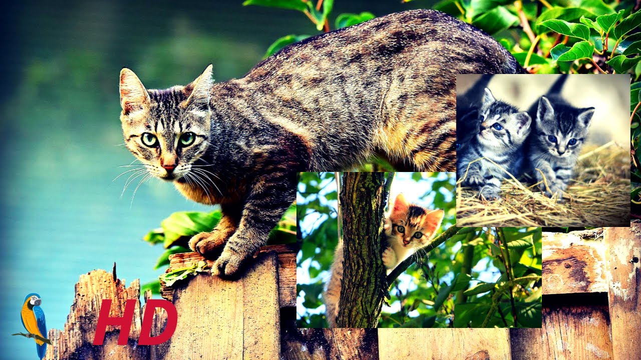 Cat playing | Mocking with friend and enjoying #catMocking #catfun ...