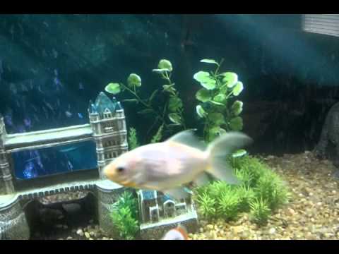 Goldfish part 1 - YouTube