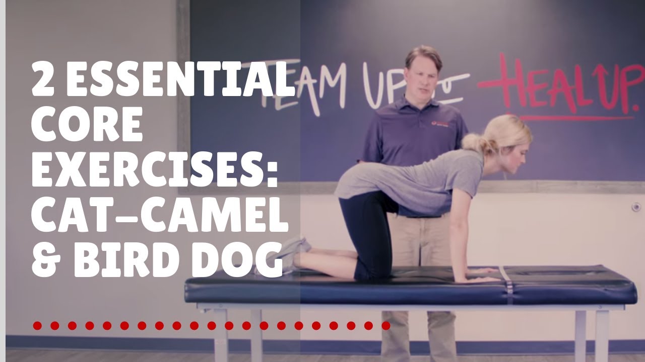 Two Essential Exercises for Spine Strength - Cat Camel & Bird Dog - YouTube