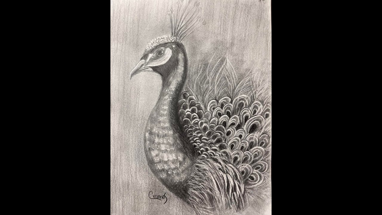 COMO DIBUJAR PAVO REAL - YouTube