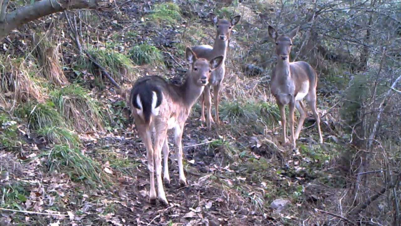 Daino - Fallow Deer (Dama dama) 097, Fototrappolaggio Parco regionale ...